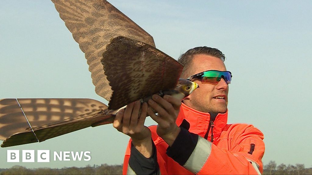 Drone bird of prey trialled at Southampton Airport