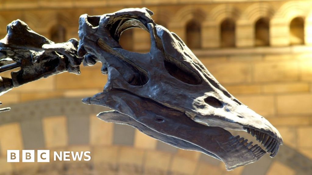 Dinosaur Dippy the Diplodocus to visit Norwich in July - BBC News