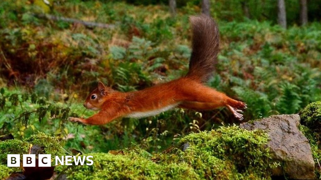 Red squirrels: Isle of Man public consulted over introduction - BBC News