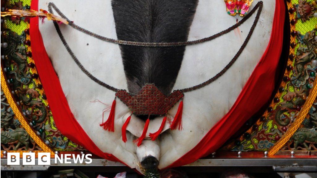 Holy Pig: Taiwan parade draws crowds and cruelty claims - BBC News
