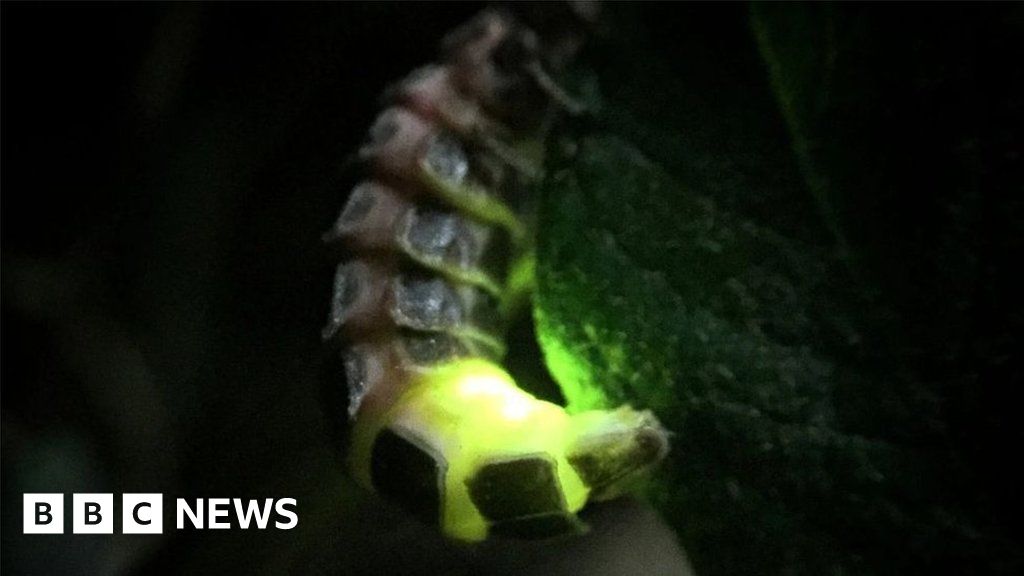 Surrey: Hedge-planting scheme modified after glow-worm discovery - BBC News