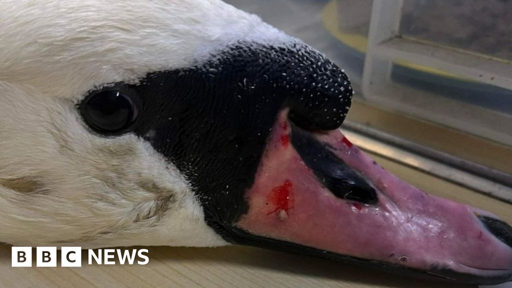 Cygnet put down after dog attack in Newcastle park - BBC News