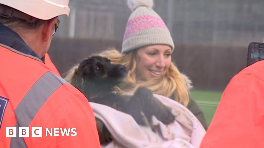Trapped dog freed after three days in pipe - BBC News