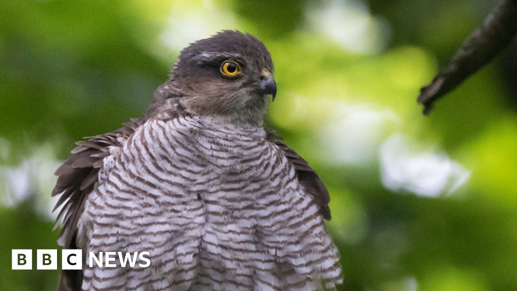 Shot Goshawks dumped in Suffolk forest prompts £10k reward