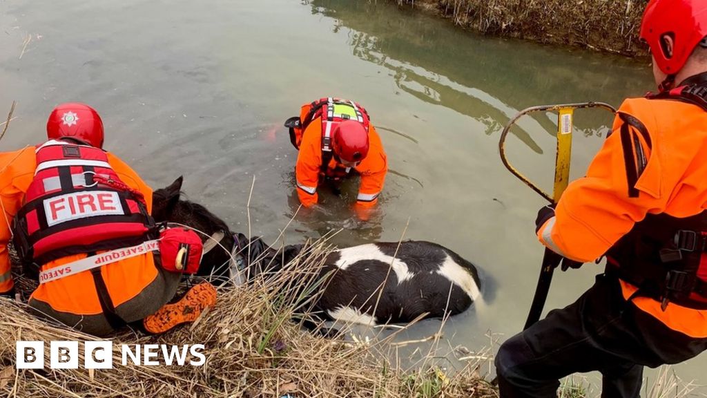 Lincolnshire firefighters rescue horse trapped in water near Spalding ...