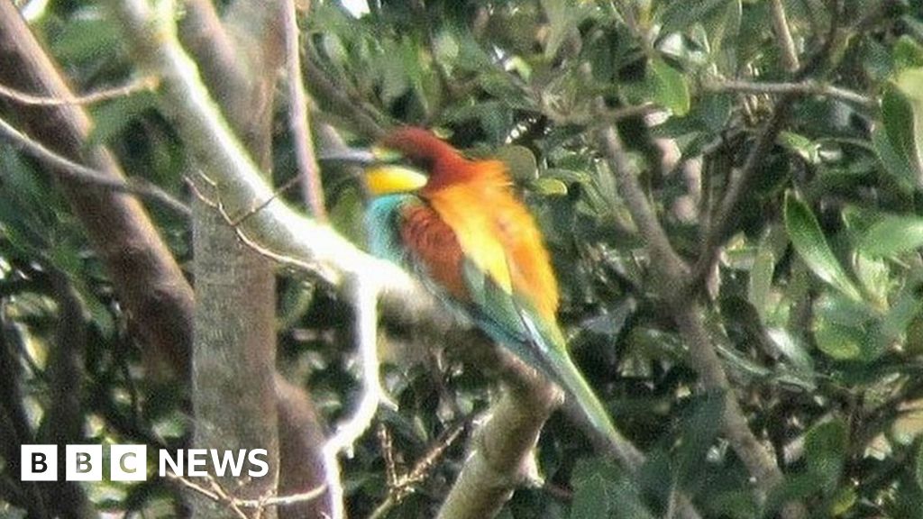 Bee-eater bird photographed on Isles of Scilly