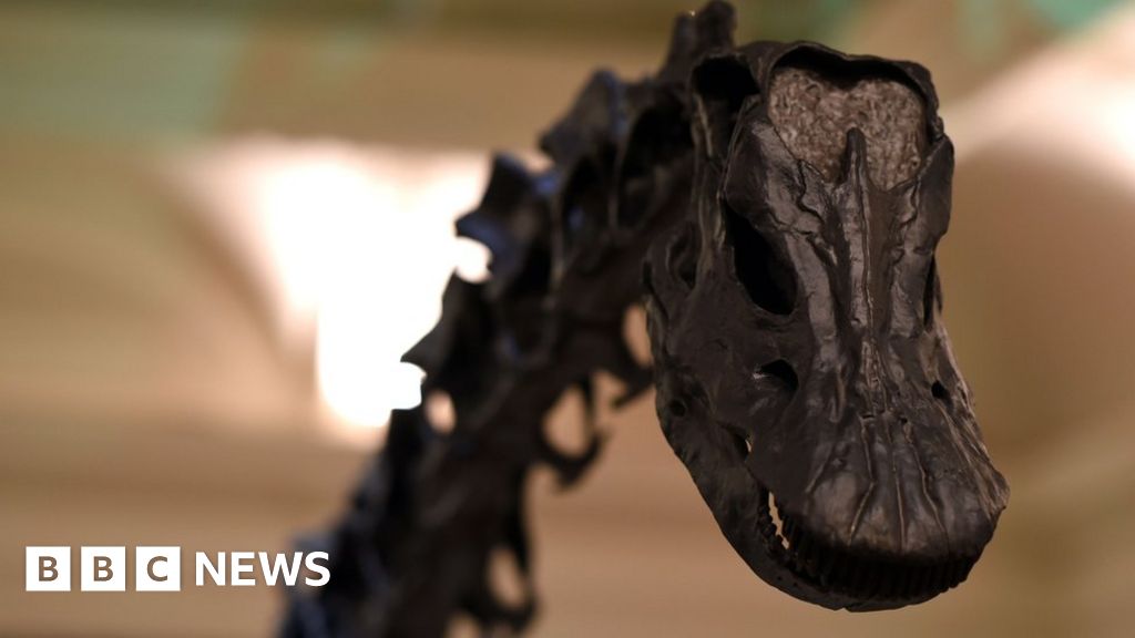 Dippy The Dinosaur Goes On Public Display In Glasgow Bbc News