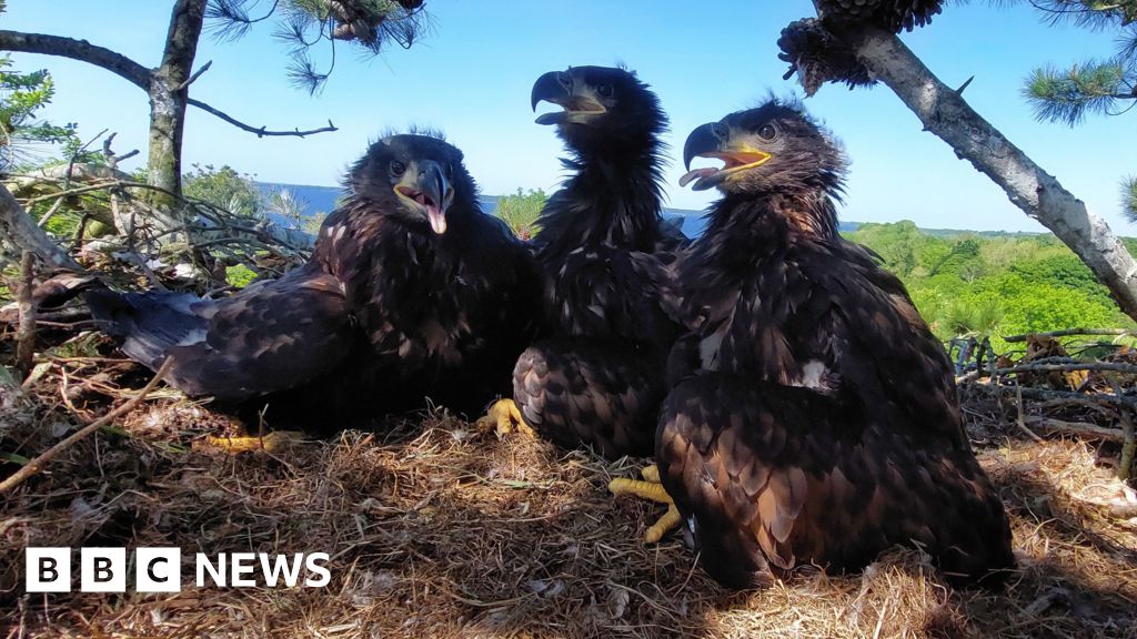 White-tailed eagle chicks hatch in County Clare - BBC News