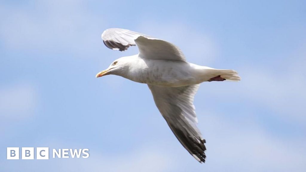 Bird flu case confirmed in gull on Kent coast near Margate - BBC News