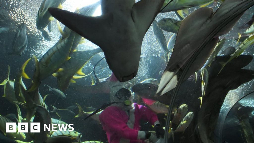Singapore Underwater World diver killed by stingray - BBC News