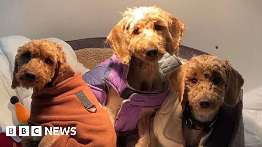 RSPCA appeal after cockapoos left tied to gate in Alrewas