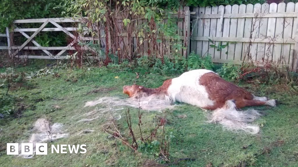 Shetland pony mutilated and killed in Cleadon - BBC News