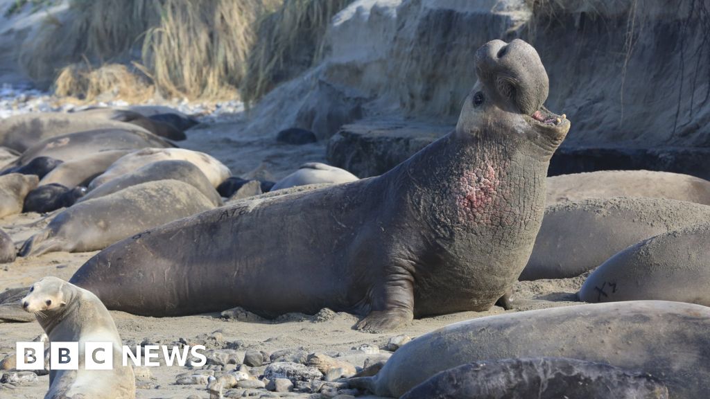 Southern Elephant Seal And Human