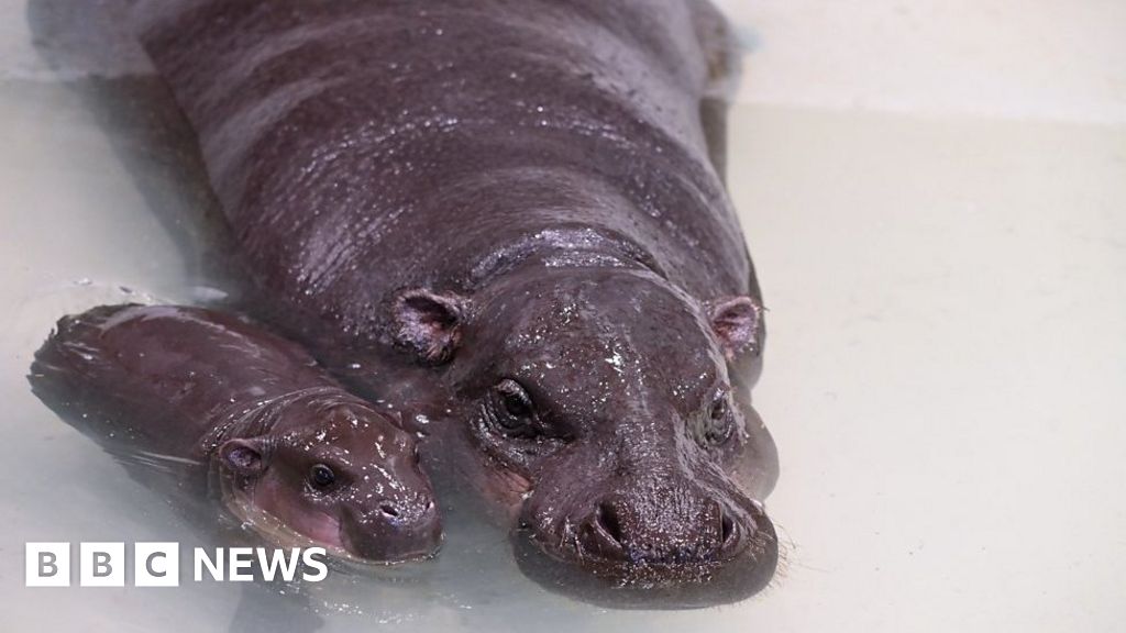 Endangered baby pygmy hippo Petunia is just the cutest - BBC News