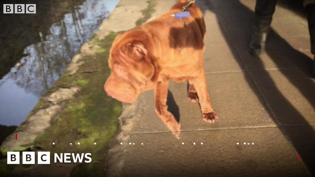 Hector the dog 'needs facelift' to help sight - BBC News