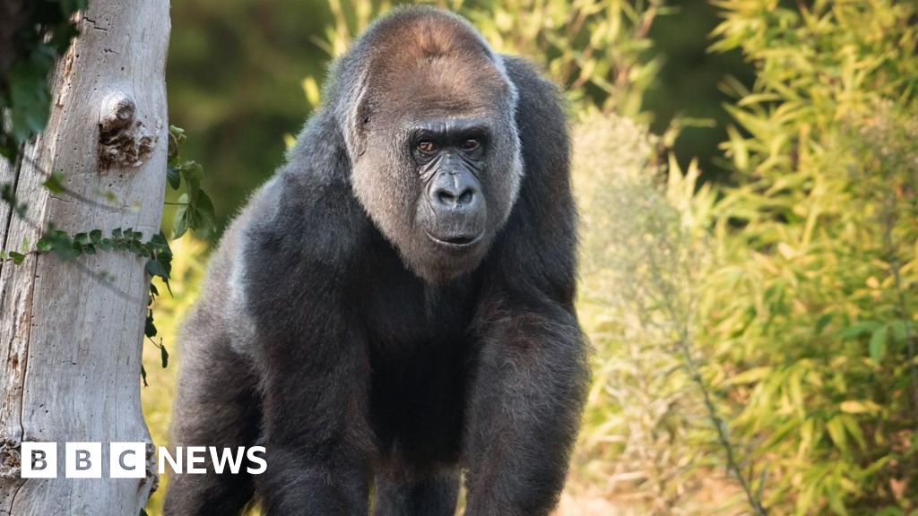 Jersey Zoo announces death of gorilla - BBC News