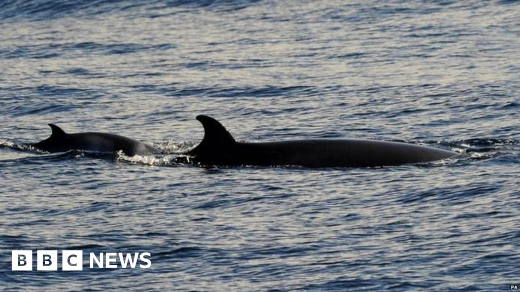 Whale hunting: Five things you may not know - BBC News