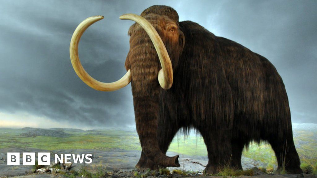 'Lost' mammoth tusks go on display in Worthing - BBC News