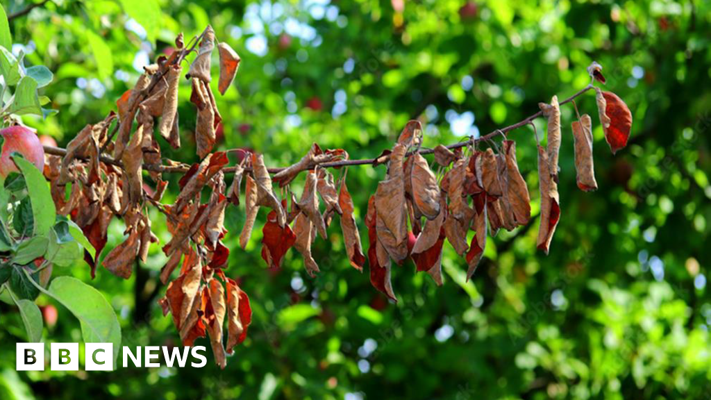 Fireblight fruit tree disease established in Jersey - government - BBC News