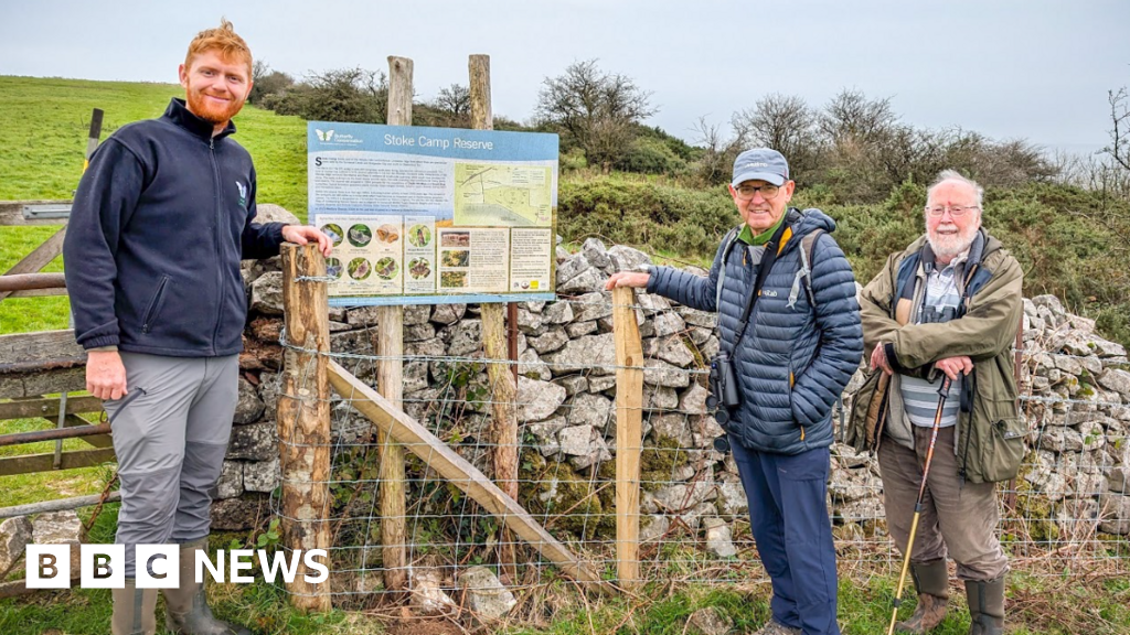 Butterfly experts celebrate completion of project to help species - BBC ...
