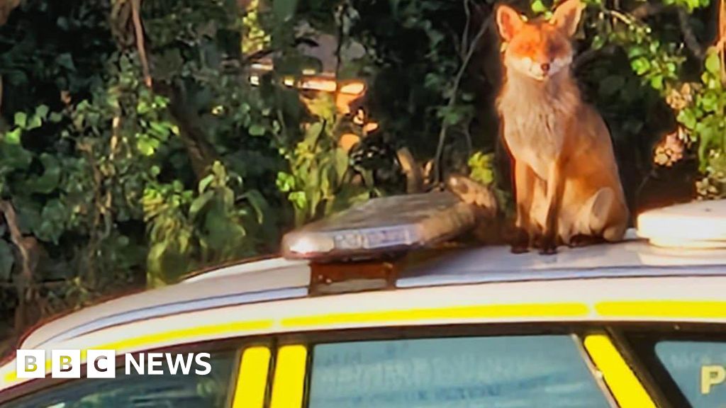 Exeter fox takes a ride on the wild side of the law