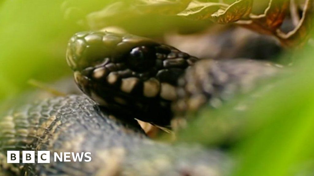 Advice to South West dog owners after rise in adder bites