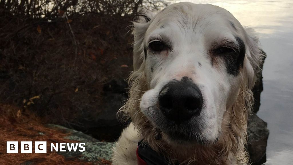 Tributes pour in for 'hero' dog Pete - BBC News