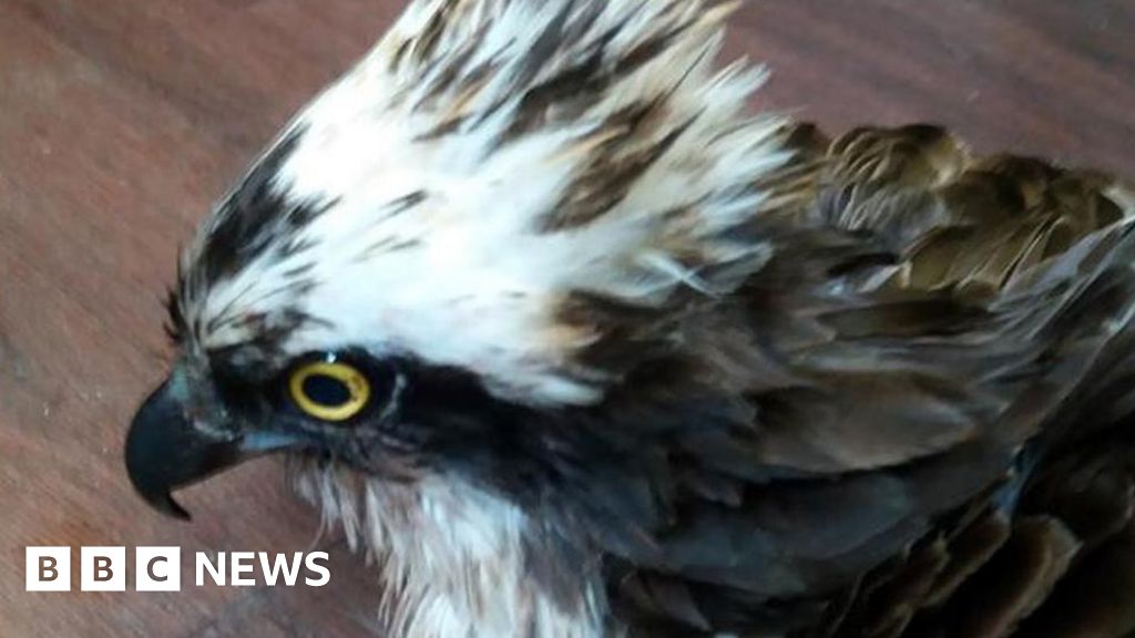 Osprey stuck in fishing line saved after landing at rescue centre
