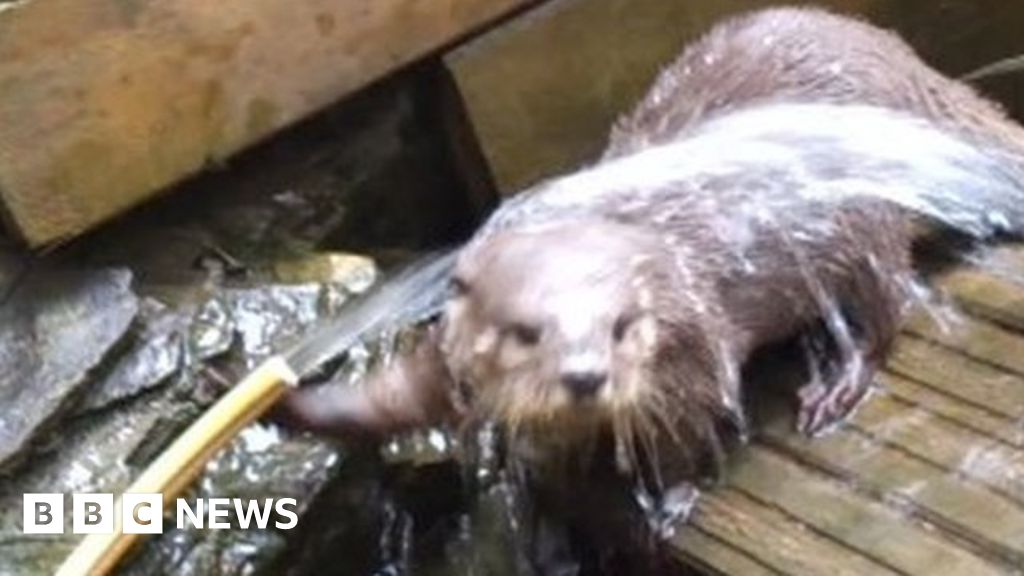 Otters keep cool on the hottest day in Wales - BBC News