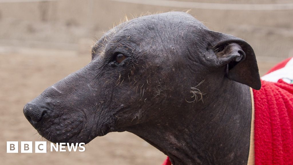 Masters of the pyramid: The dogs reclaiming their heritage - BBC News