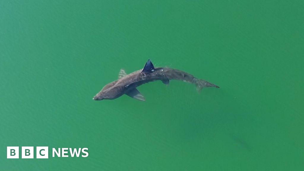 Family say shark was close enough to swim to - BBC News