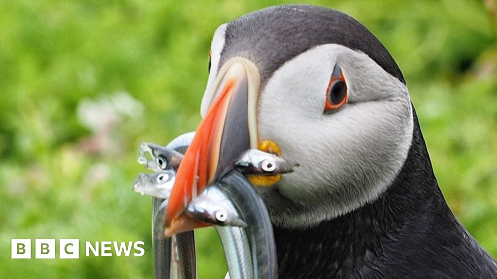 RSPB appeal for public's pictures of puffins