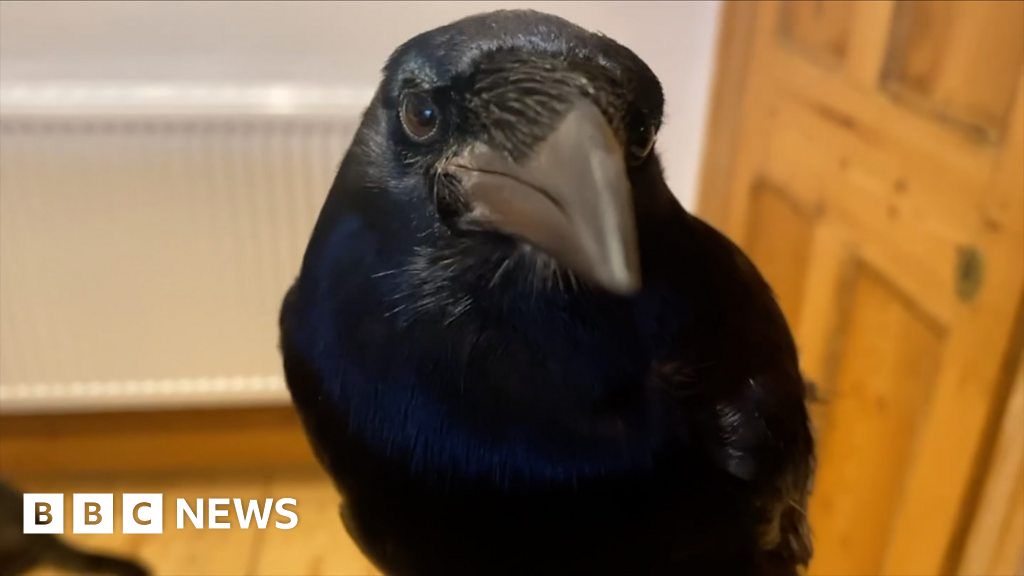 Russell the rook moves in with Suffolk family - BBC News
