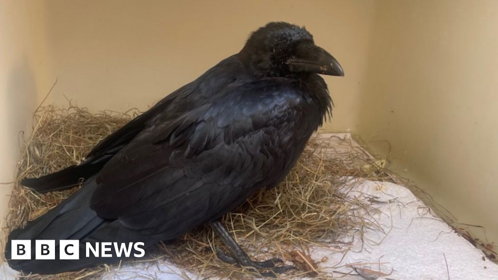 First raven rescued for 10 years, GSPCA says - BBC News