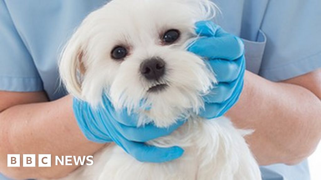 Vets: Ban the use of homeopathy in animals - BBC News