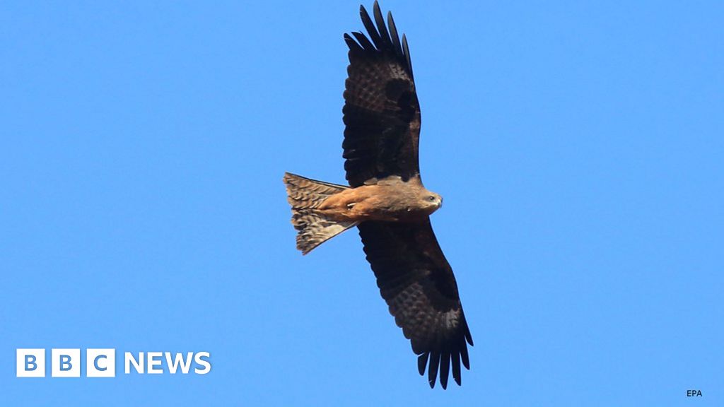 Notorious bird egg thief on the run in Brazil - BBC News