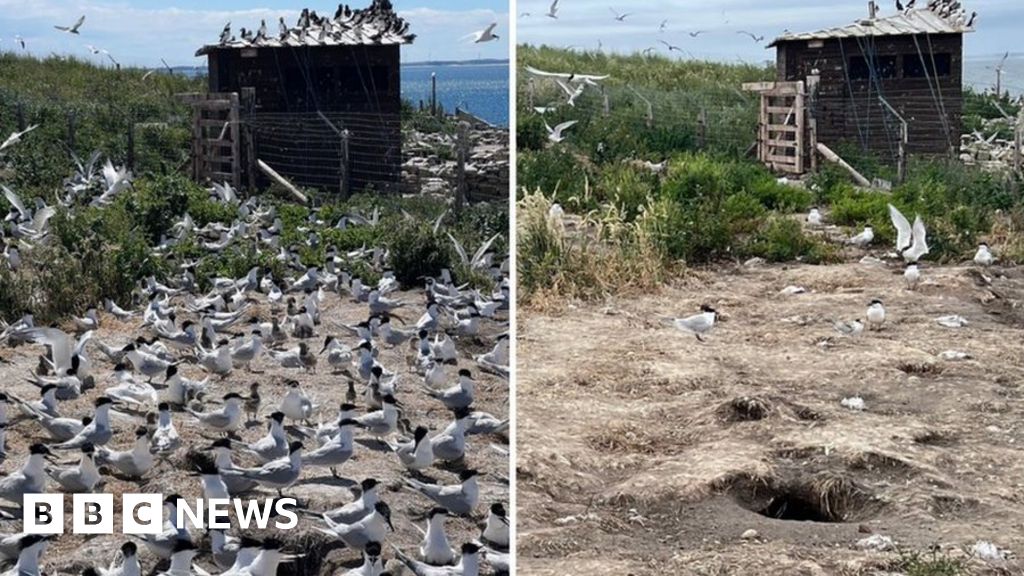 Bird flu ravages tern populations at Coquet Island breeding spot - BBC News