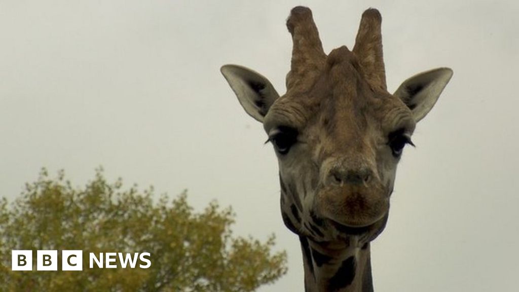 Giraffe DNA surprise: Mammals are four distinct species - BBC News