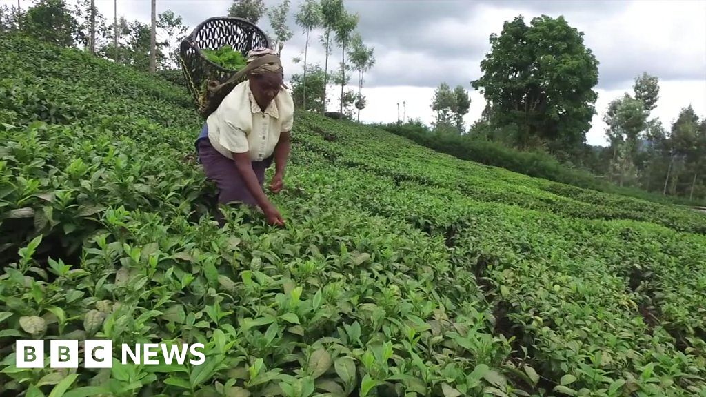 Can Kenya's tea industry survive? - BBC News