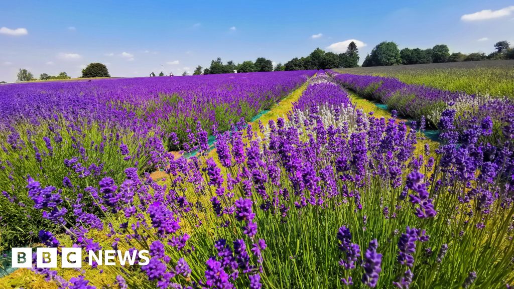 Your photos: Flowering blooms in the West Midlands - BBC News