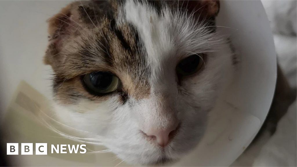 'Amazing' support for cat who lost ears in knife attack - BBC News