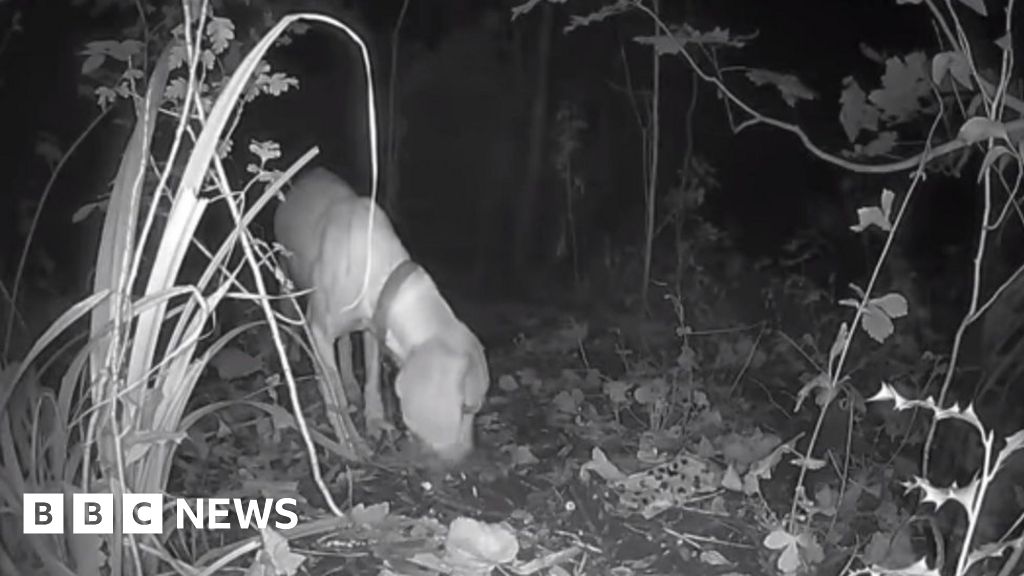 Stockport Fox and Hound: Dog makes friend in survival bid - BBC News