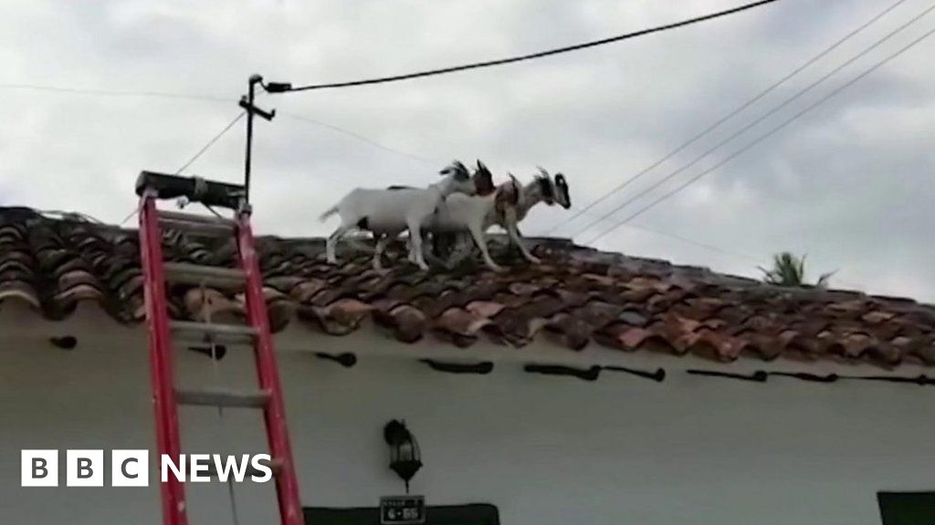 ICYMI: Roof-trotting goats and Super Mario - BBC News
