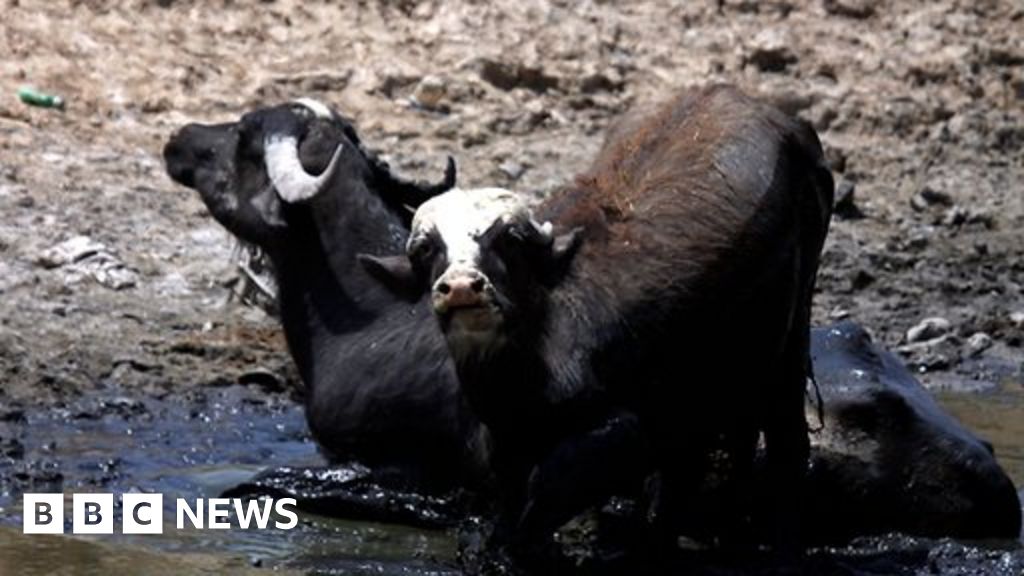 Buffalo bottoms prove too much for Iranian TV censors - BBC News