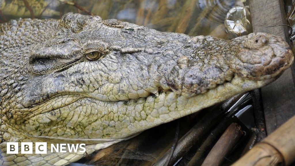 Crocodile returns body after 'mystic ritual' - BBC News