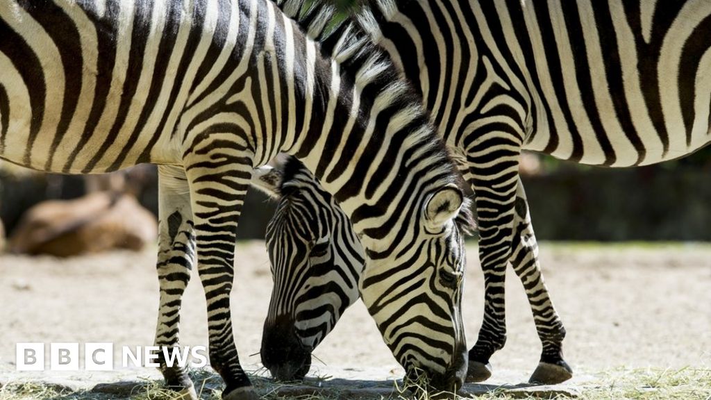 Norwegian Zoo feeds a zebra to tigers in front of kids - BBC News