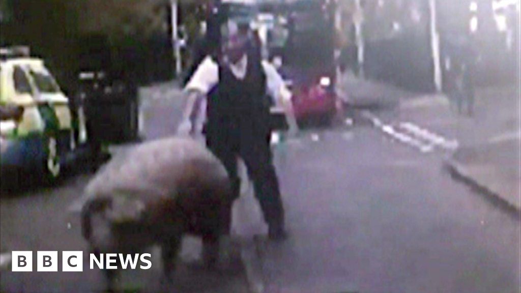 Runaway pig stops traffic - BBC News