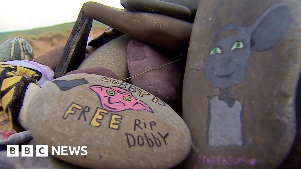 Harry Potter: Dobby's grave causes environmental concern
