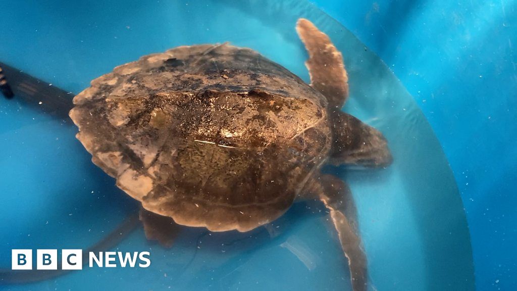 Rare turtle to be flown to Mexico after washing up in Wales - BBC News