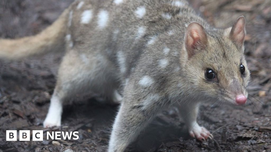First eastern quolls born in Australian wild for half a century - BBC News